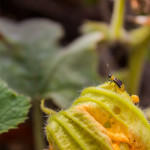Bugs on the Pumpkins - The photography of Russell Dickerson